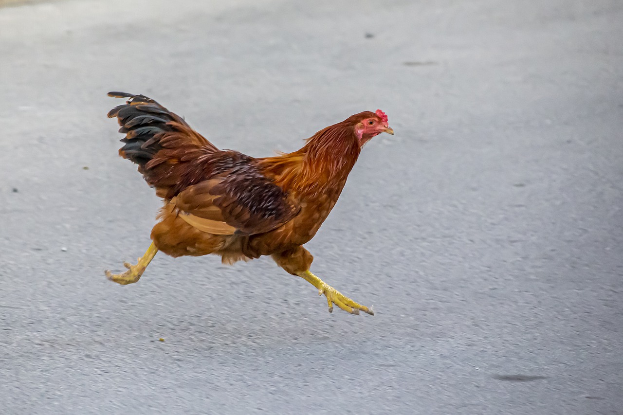 There and Back Again: A Chicken’s Unexpected Journey to Costco and ...