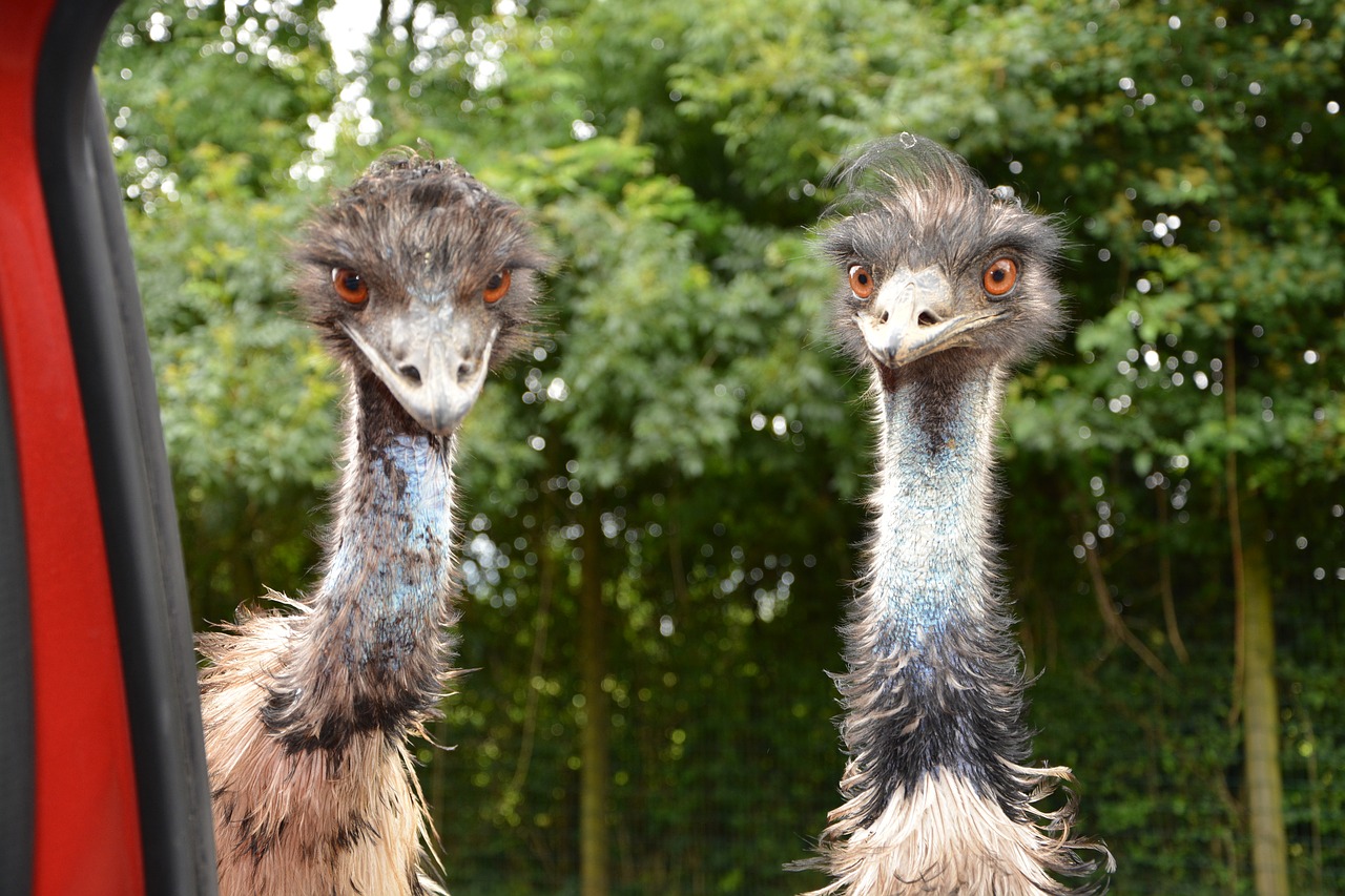 Australian Pub Bans ‘Smelly’ And Misbehaving Emu Couple - Oddee
