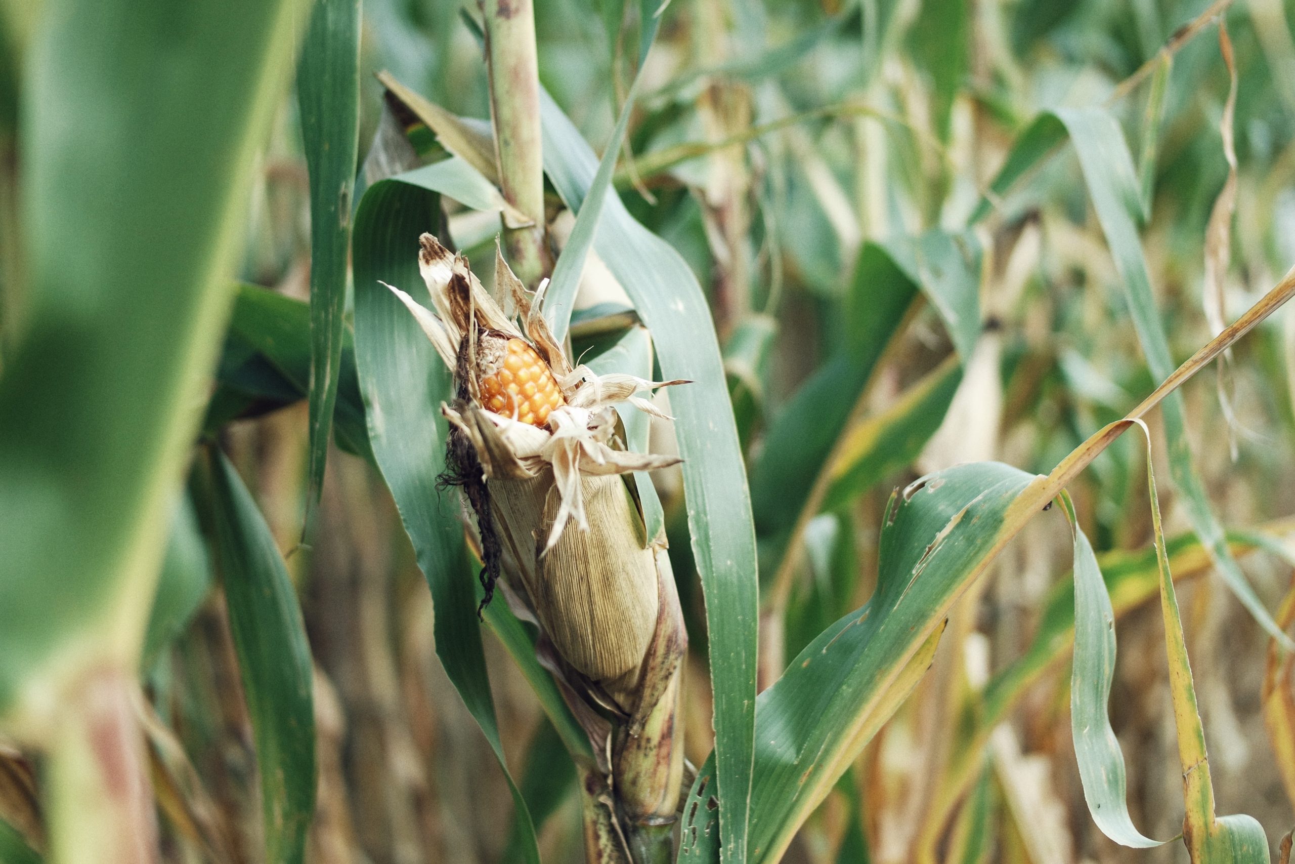 Urban Corn Stalk Captures The Hearts Of Sioux Fall Residents - Oddee