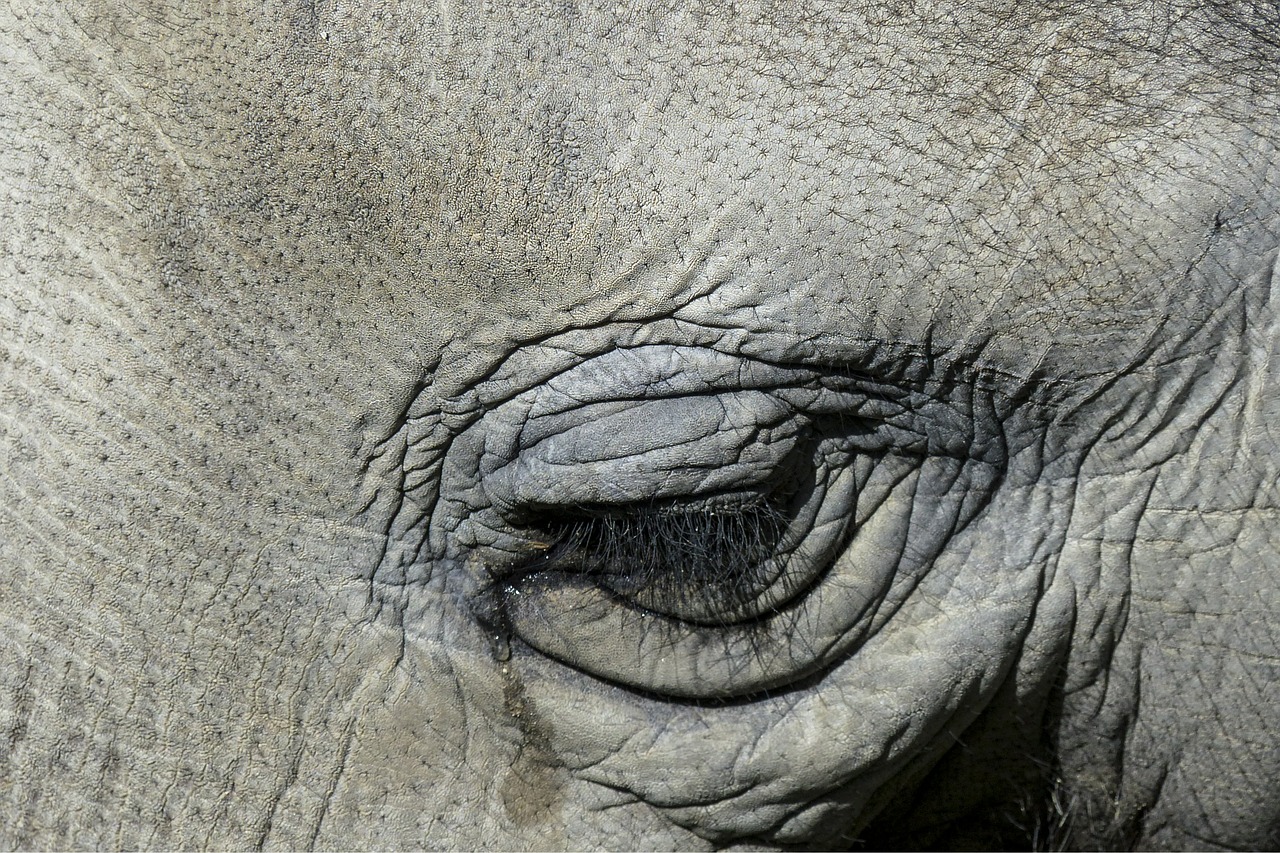 Warsaw Zoo Treats Depressed Elephant With CBD - Oddee