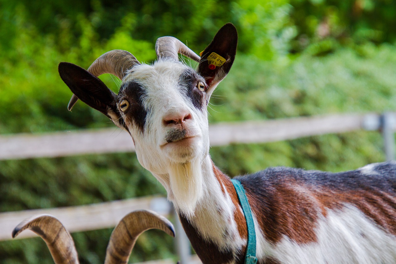 Oregon Hires Goats to Combat Wildfires - Oddee
