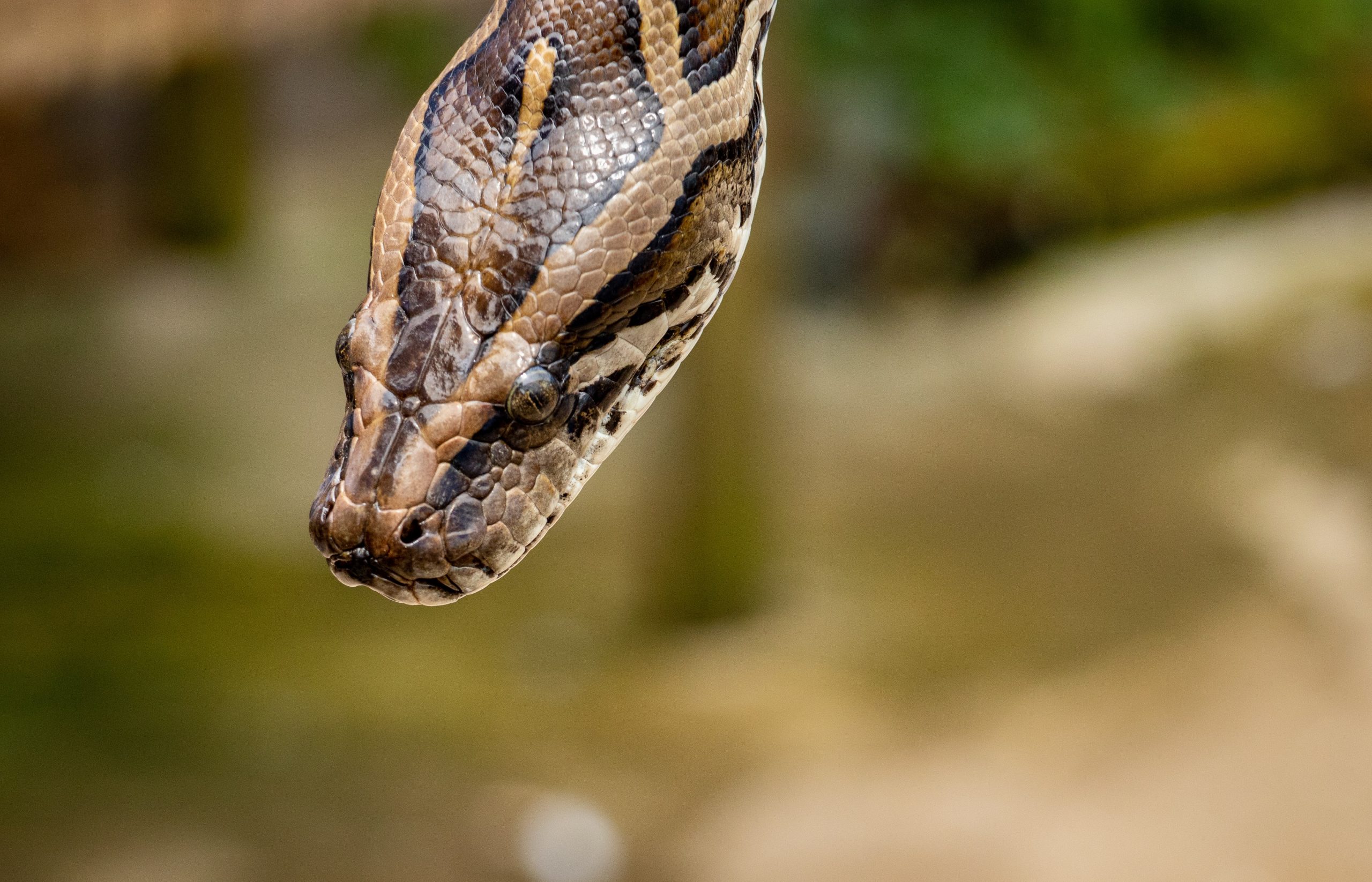 100 Pounds of Snake Collapse Ceiling in Australia, the Land of ...