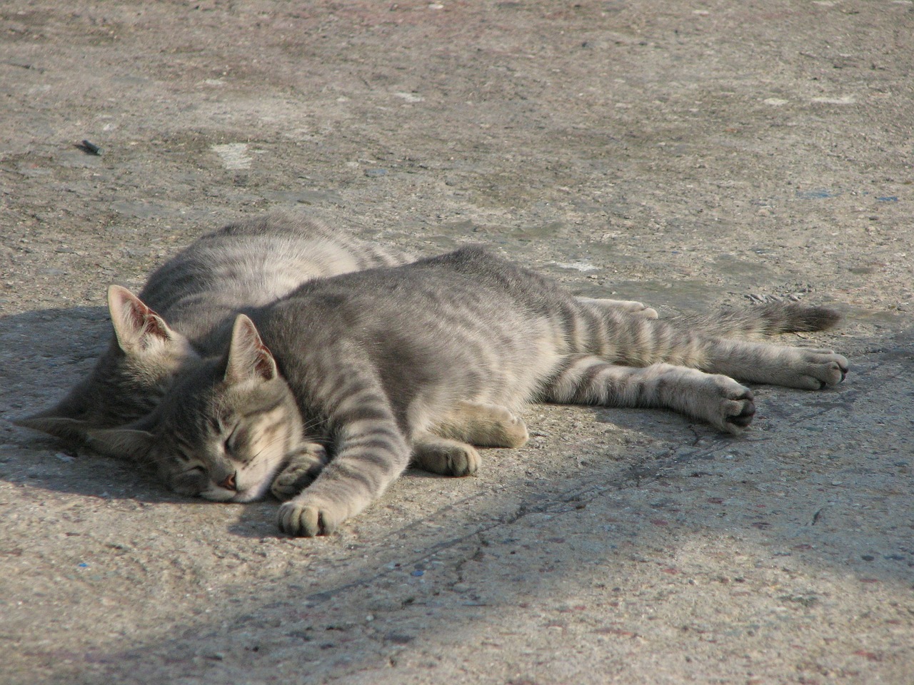 Iowa Woman Has Her Dead Pet Cat Cloned Oddee Iowa Woman Has Her Dead Pet Cat Cloned Oddee