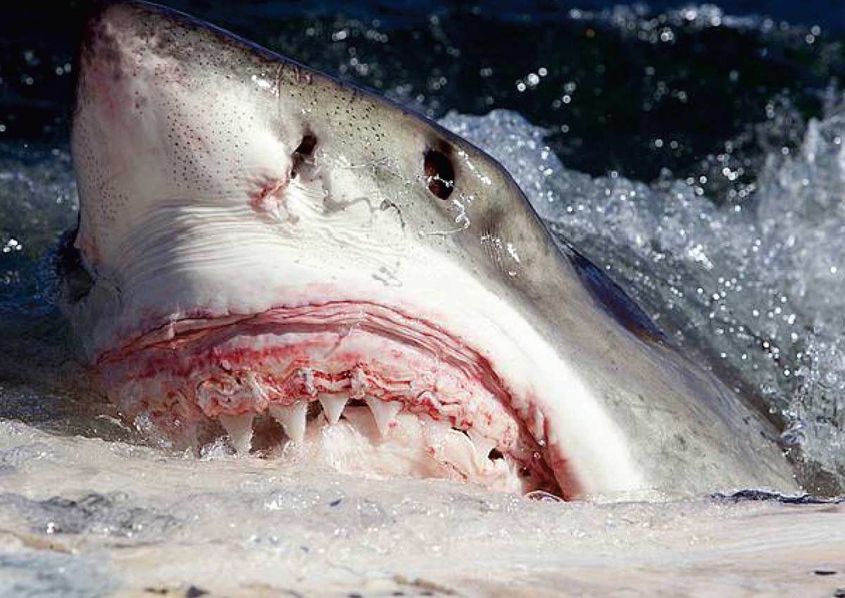 20 Scariest Shark Attacks Ever | Oddee - Shark