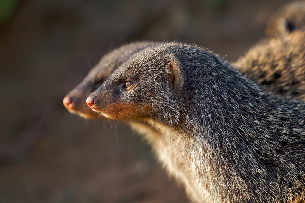 Banded Mongoose Females Send Their Pack to War… And Then Have Sex with ...