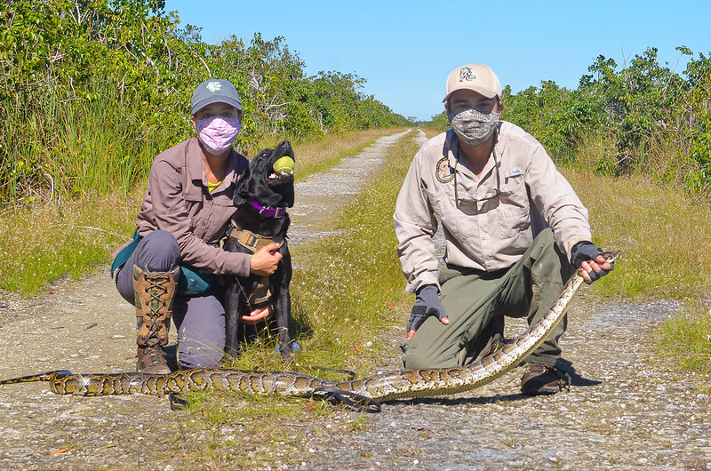 Dogs are the Newest Weapon in Florida’s Battle Against Giant Invasive ...