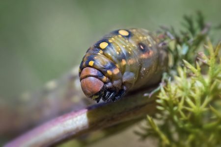 Horror Movie-Inspired Caterpillar Stops Tomatoes from Screaming for ...