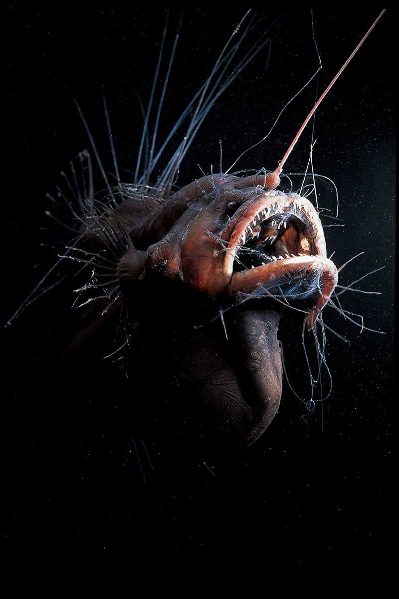 23 of the World’s Most Hideous Creatures - Oddee 23 of the World’s Most Hideous Creatures - Oddee