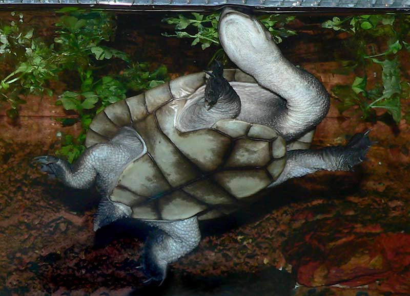 23 of the World’s Most Hideous Creatures - Oddee