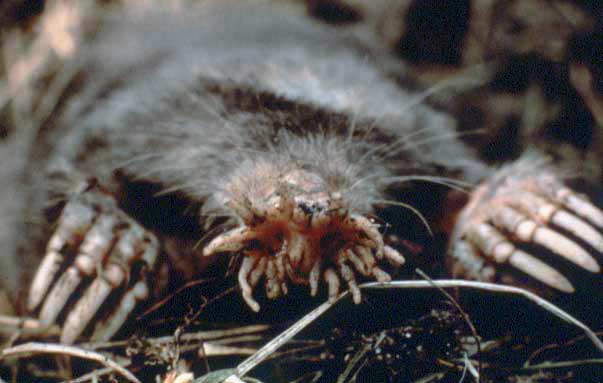 23 of the World’s Most Hideous Creatures - Oddee
