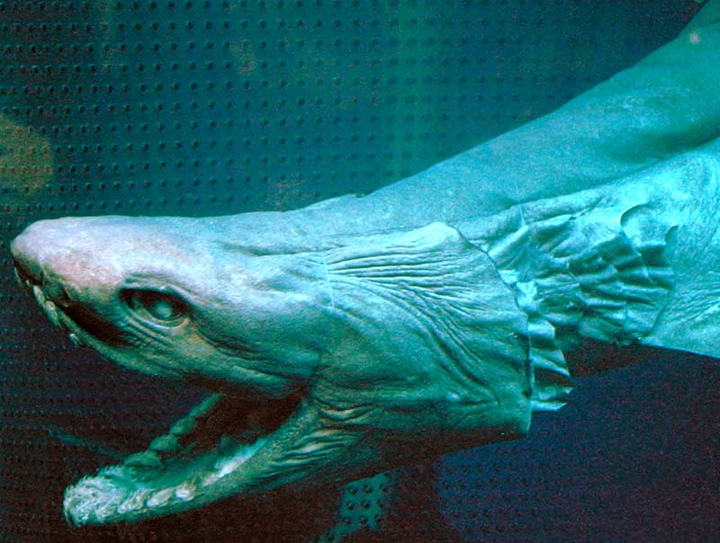 23 of the World’s Most Hideous Creatures - Oddee 23 of the World’s Most Hideous Creatures - Oddee