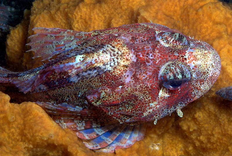 23 of the World’s Most Hideous Creatures - Oddee