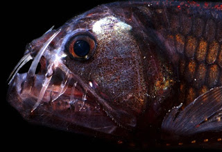 23 of the World’s Most Hideous Creatures - Oddee