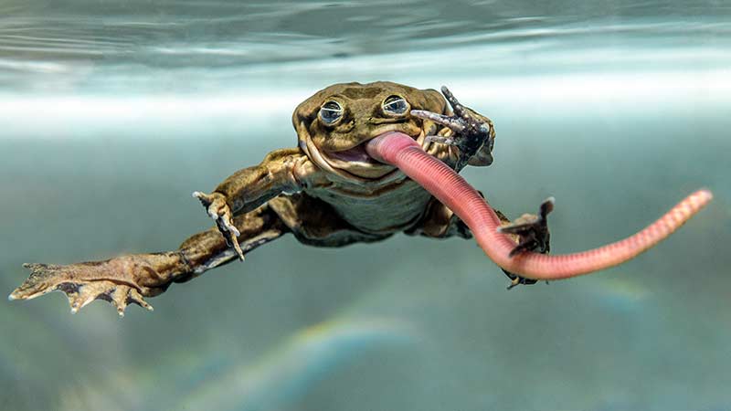 23 of the World’s Most Hideous Creatures - Oddee 23 of the World’s Most Hideous Creatures - Oddee