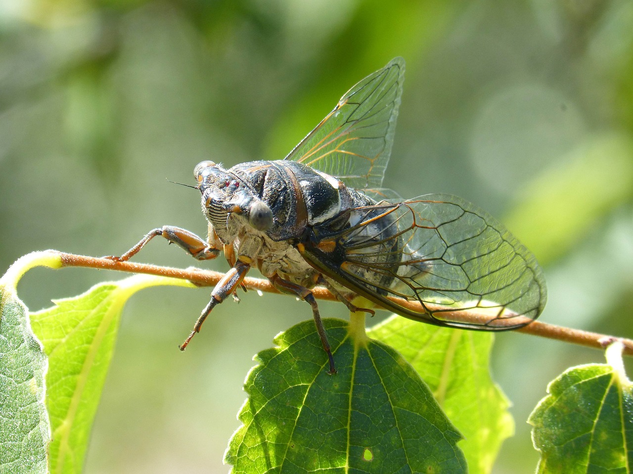 Psychedelic Fungus Causes Cicadas’ Butts to Fall Off and Takes Their ...