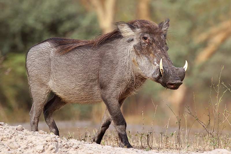 23 of the World’s Most Hideous Creatures - Oddee 23 of the World’s Most Hideous Creatures - Oddee