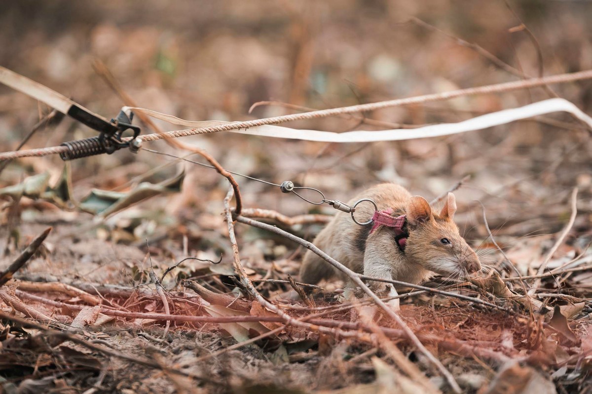 Award-Winning Rat Retires from Land Mine Sniffing Duties - Oddee