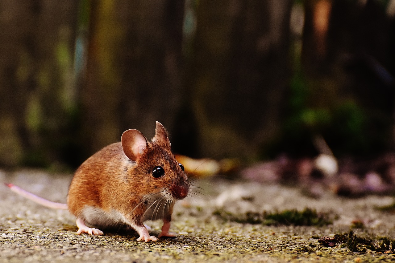 A Neat Freak Mouse Cleans Up Welsh Man’s Shed Every Night - Oddee