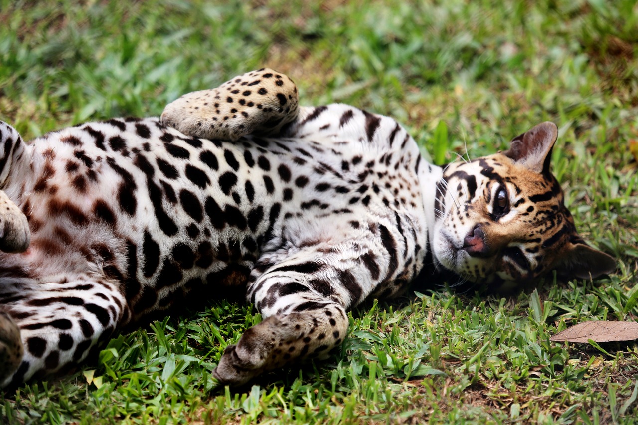 Scientists Ship Ocelot Balls from Texas to Ohio to Try and Save the ...