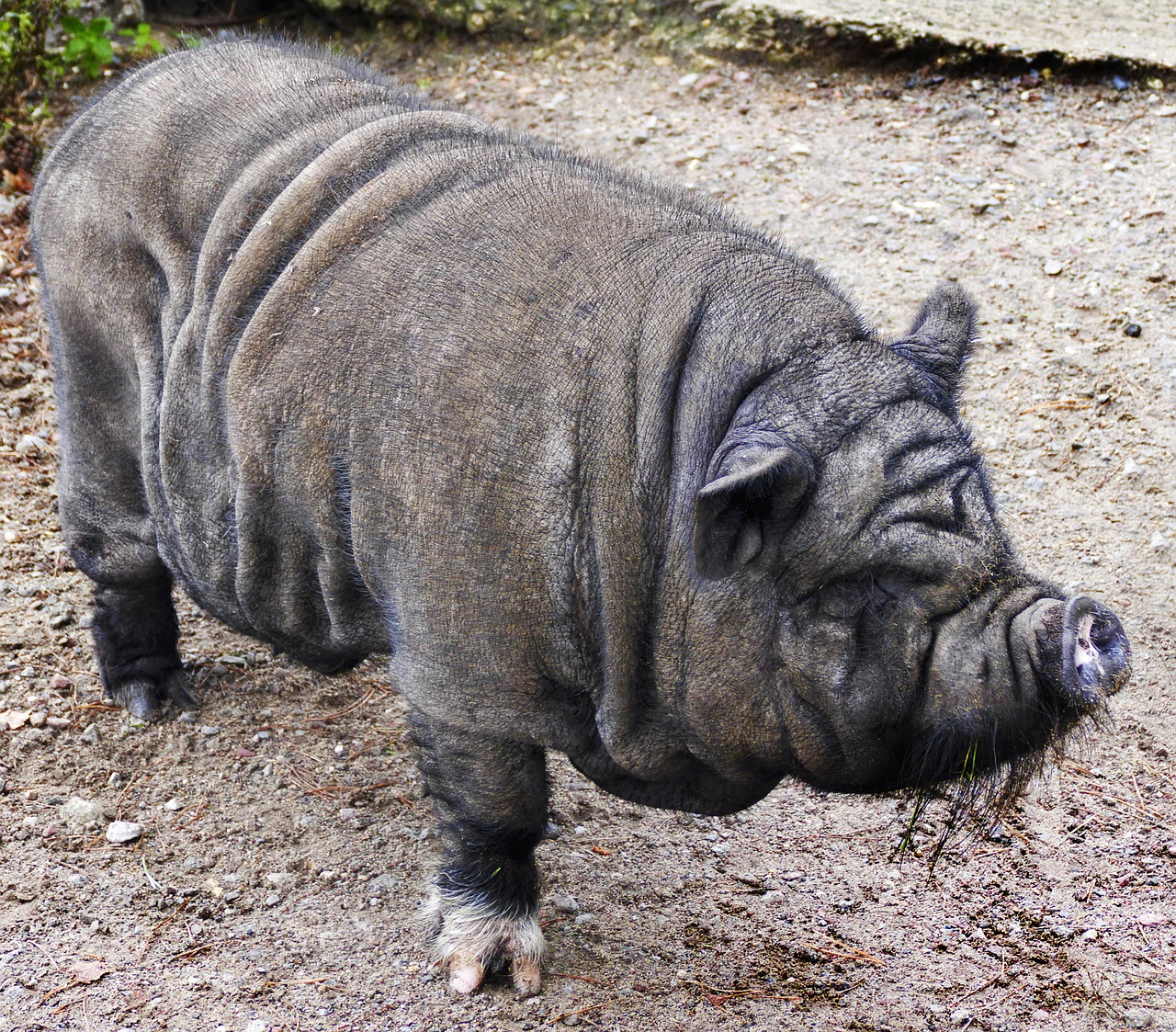 ‘Fastest Pig Alive’ Leads Cops on Wild Hog Chase for Days - Oddee