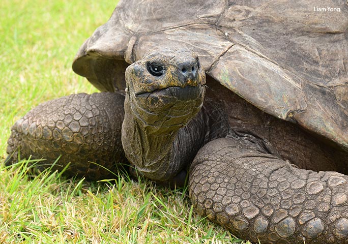 Blind, Bisexual Jonathan Becomes World’s Oldest Tortoise - Oddee