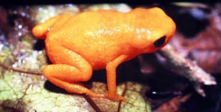 10 of the Weirdest Frogs and Toads on the Planet - Oddee
