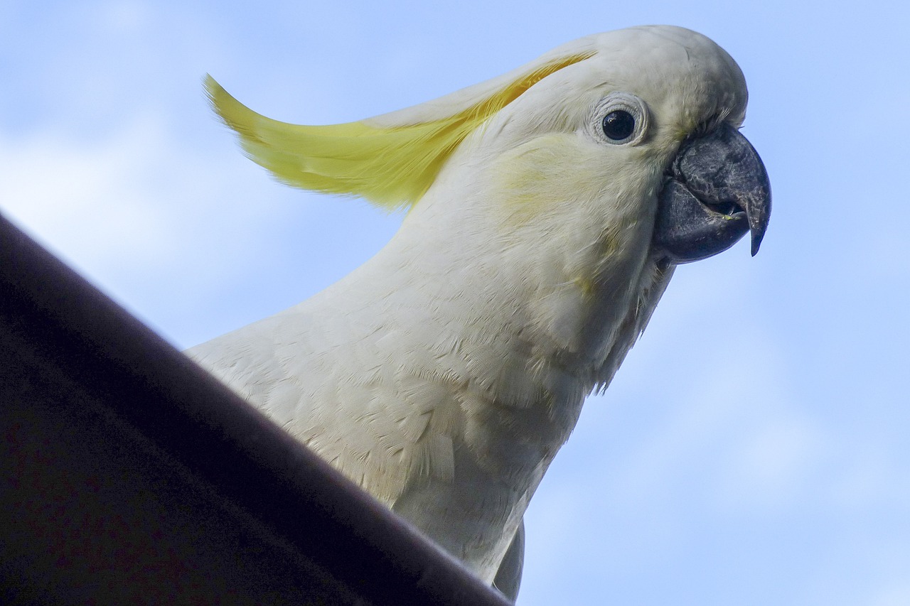Sydney Residents Caught in an Arms Race with Trash Parrots - Oddee