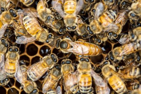 8 Unusual Stories and Incidents Involving Bees - Oddee