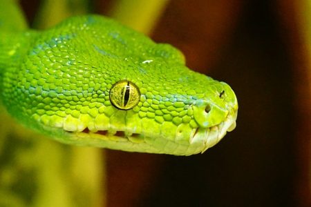 A Newbie’s Guide to Python Hunting - Oddee