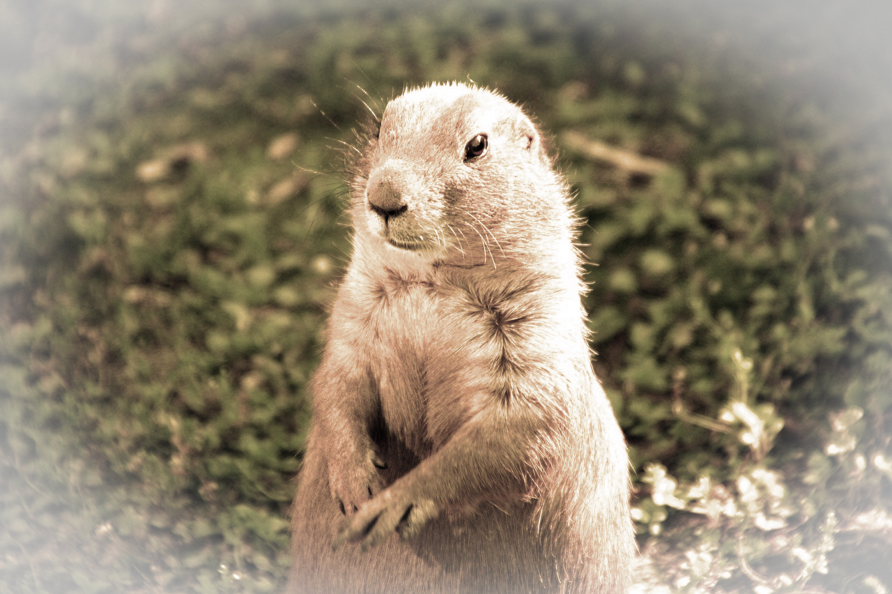 Eternal Winter: Groundhog Dies Before Having a Chance to See His Shadow ...