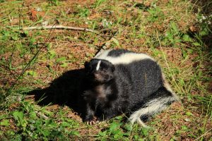 All The Stinky Skunk Fun Facts You Can Take: Part One - Oddee