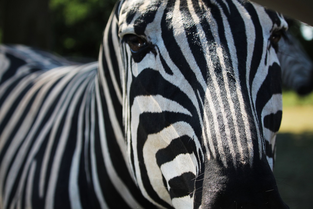 Pet Zebra Bites Ohio Man’s Arm Off - Oddee