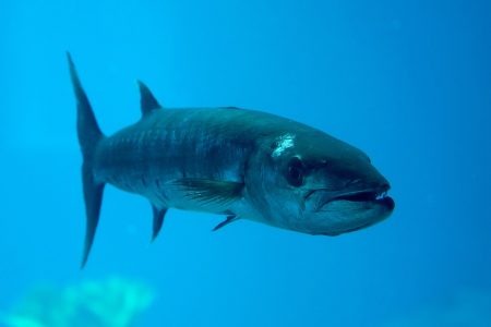 7 Poisonous Animals (That You Didn’t Know Are Poisonous) - Oddee