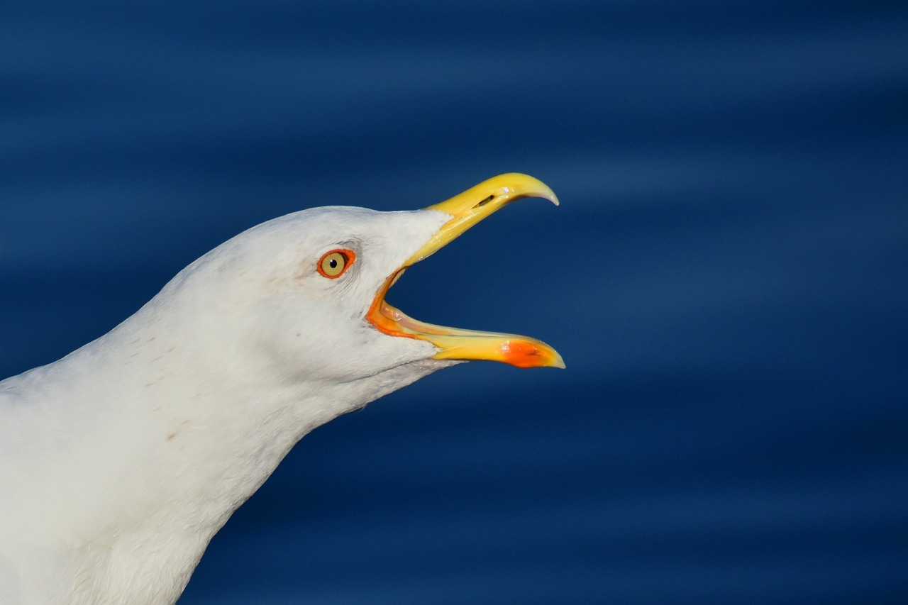 Belgian Town Organizes Third Seagull Screech Imitation Contest - Oddee