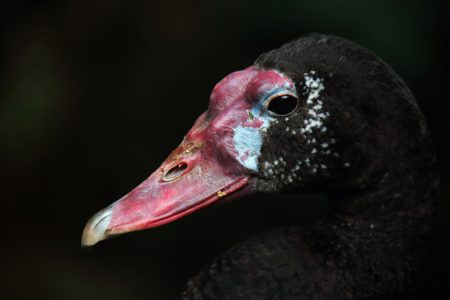 7 Poisonous Animals (That You Didn’t Know Are Poisonous) - Oddee