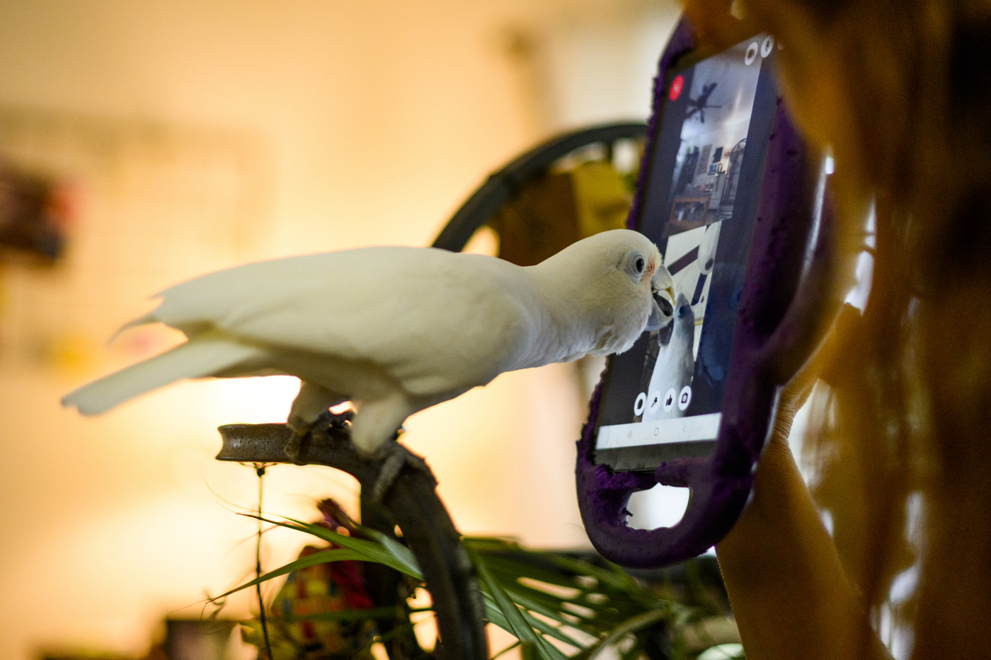 Scientists Taught Parrots to Make Video Calls — Now They Won’t Stop ...