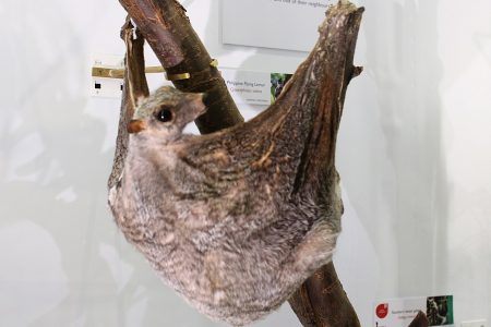 9 Bizarre Animals You Didn’t Know Existed - Oddee