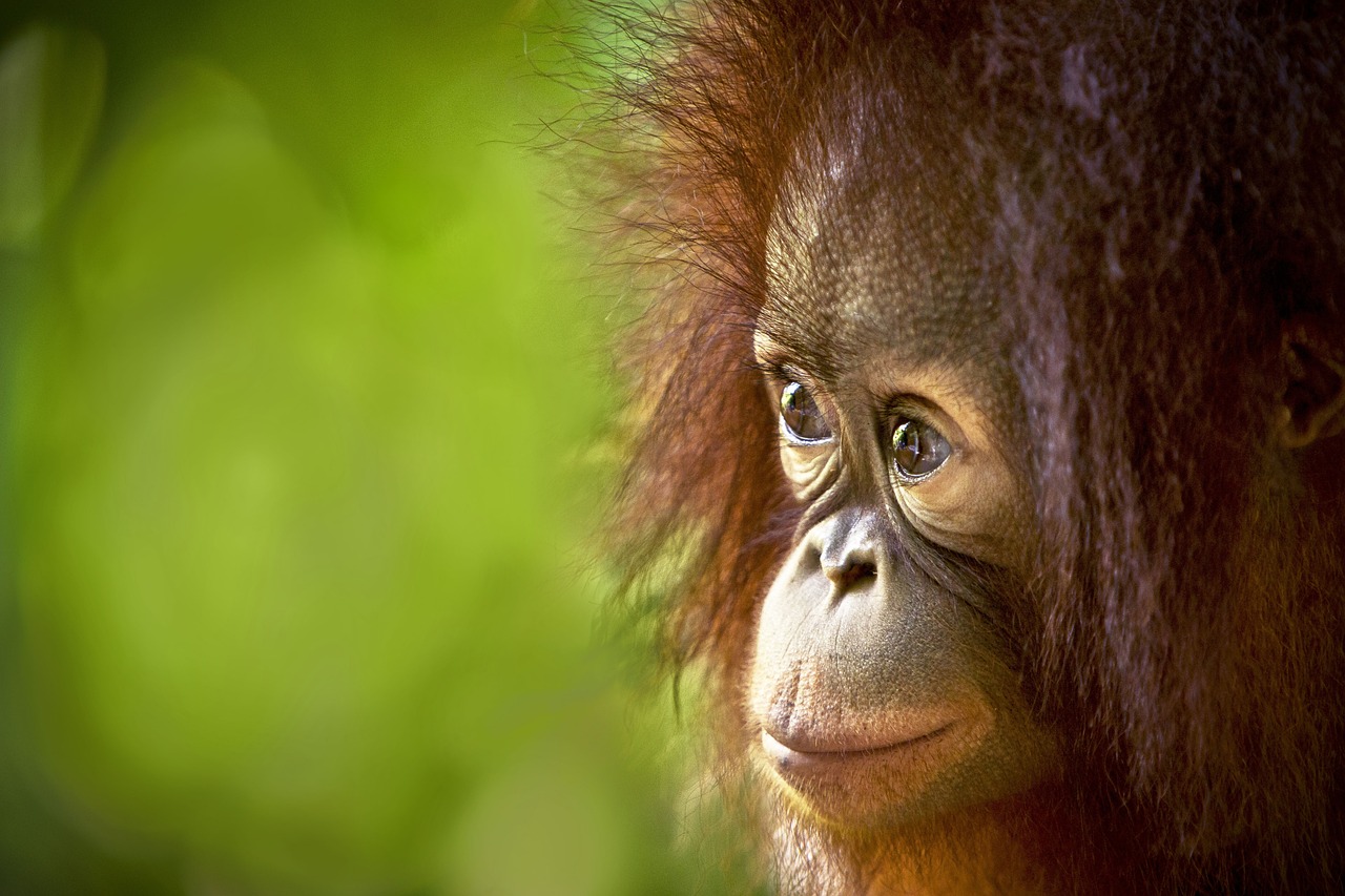 10 Orangutan Facts for Endangered Species Day - Oddee