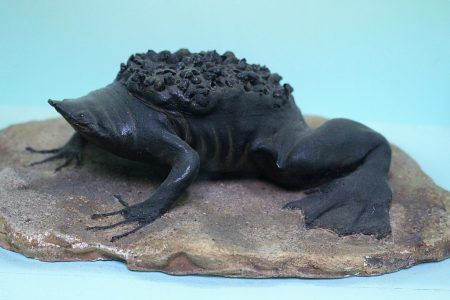 10 of the Weirdest Frogs and Toads on the Planet - Oddee