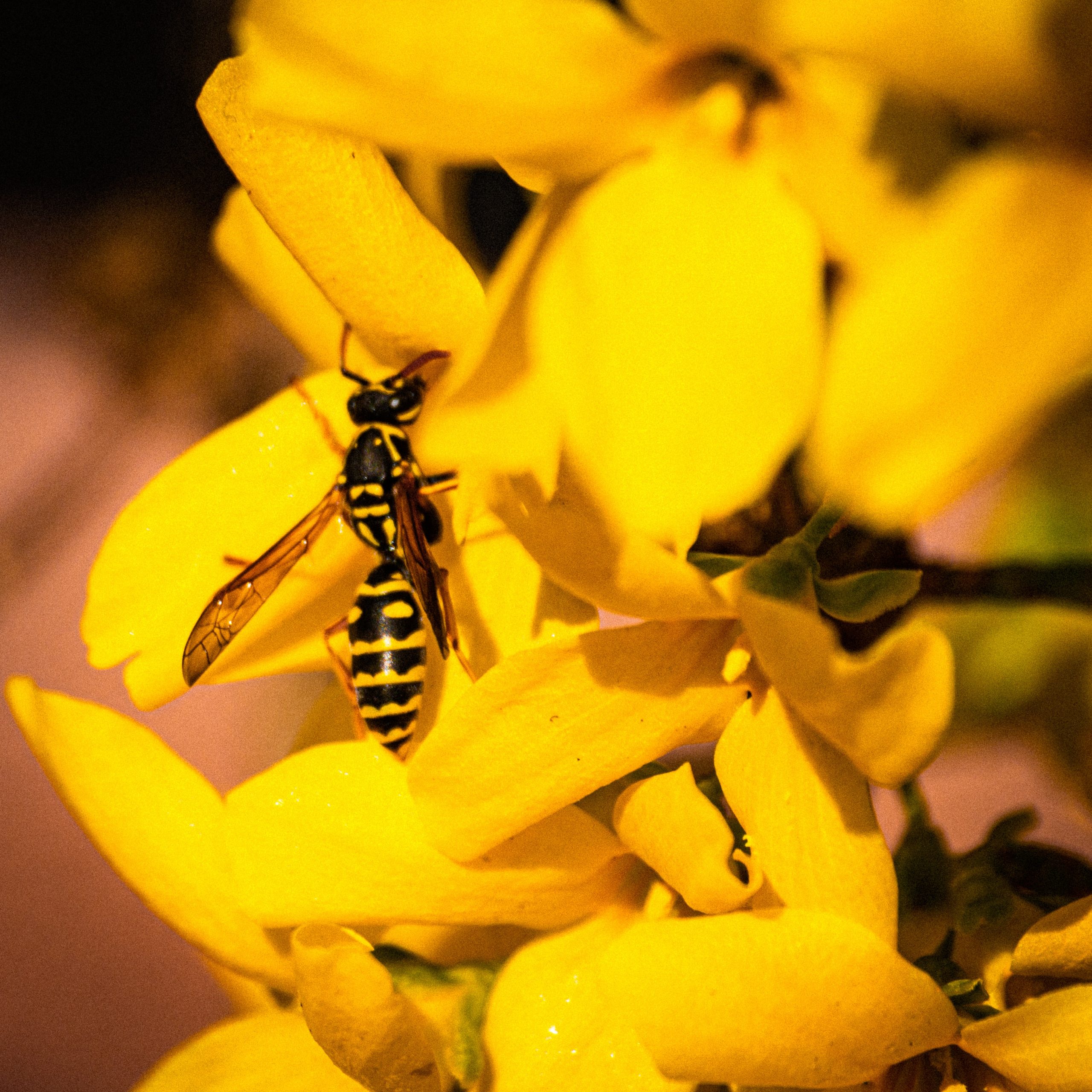 Weird Wasp Facts Since It Is The Summer: Part Two - Oddee