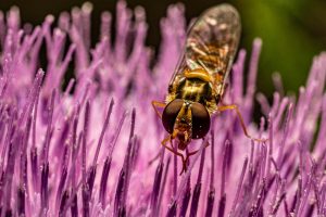 Weird Wasp Facts Since It Is The Summer: Part Two - Oddee