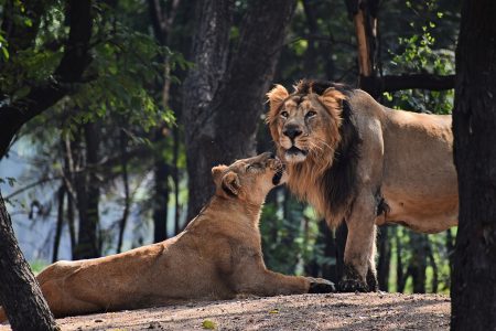 9 Fun and Strange Facts About Lions for World Lion Day - Oddee
