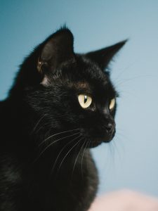 Here's Some Black Cat Fun Facts Before Fall - Oddee