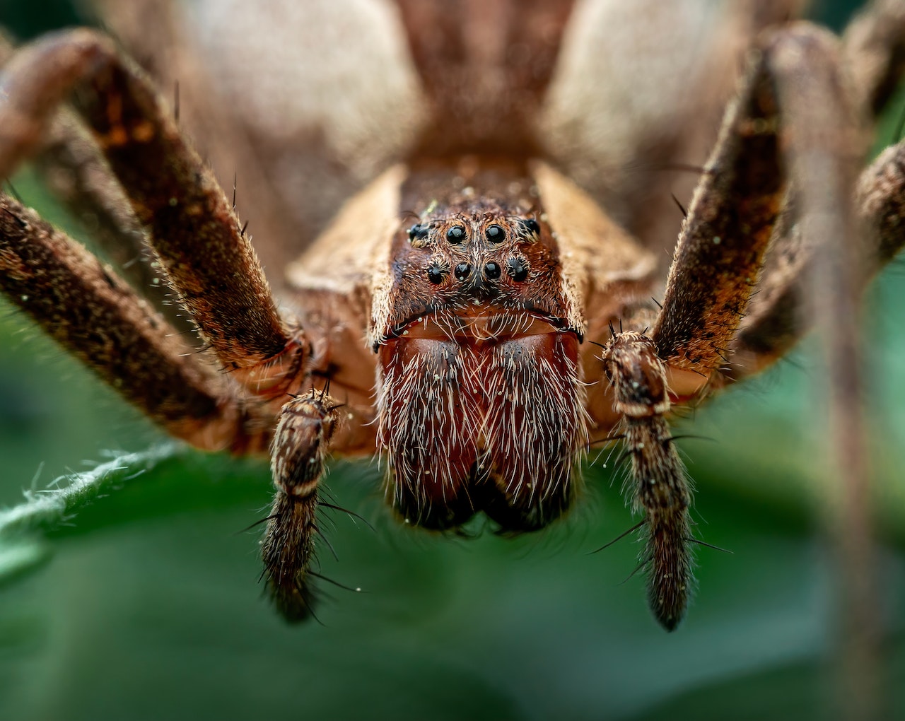 Spider Whose Bite Can Cause Fatal Erections Causes Supermarket ...