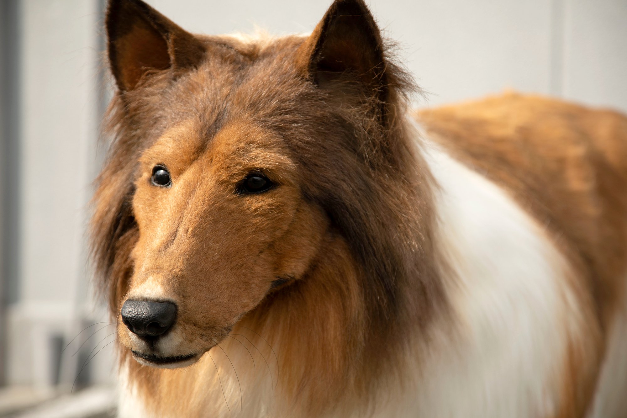 Japanese Dog Man Shares His First Walk in His $14K Collie Costume with ...