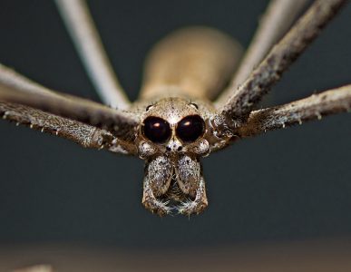 9 of the Most Bizarre Spiders Out There - Oddee
