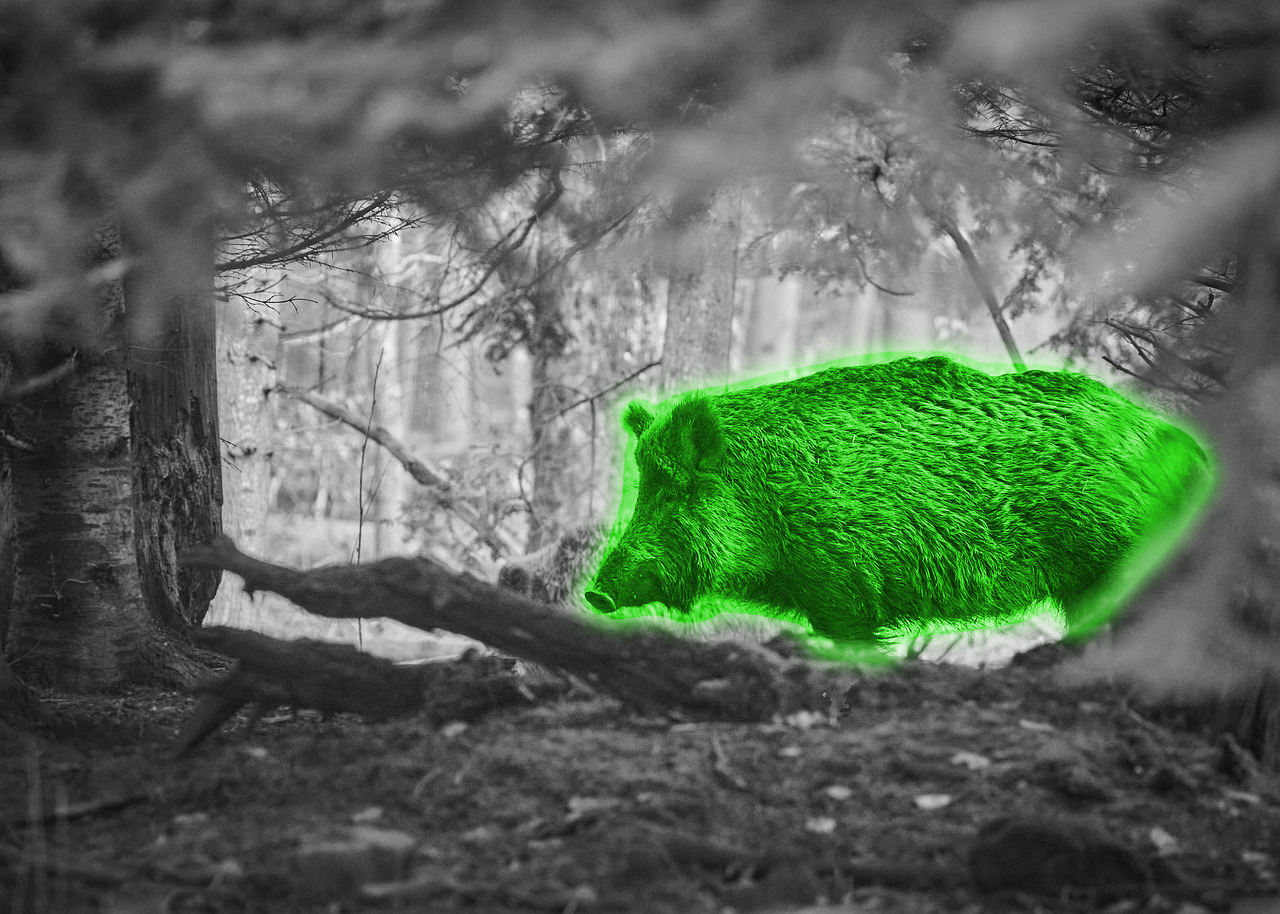 Radioactive Wild Boars Are Rampaging Around Southern Germany - Oddee