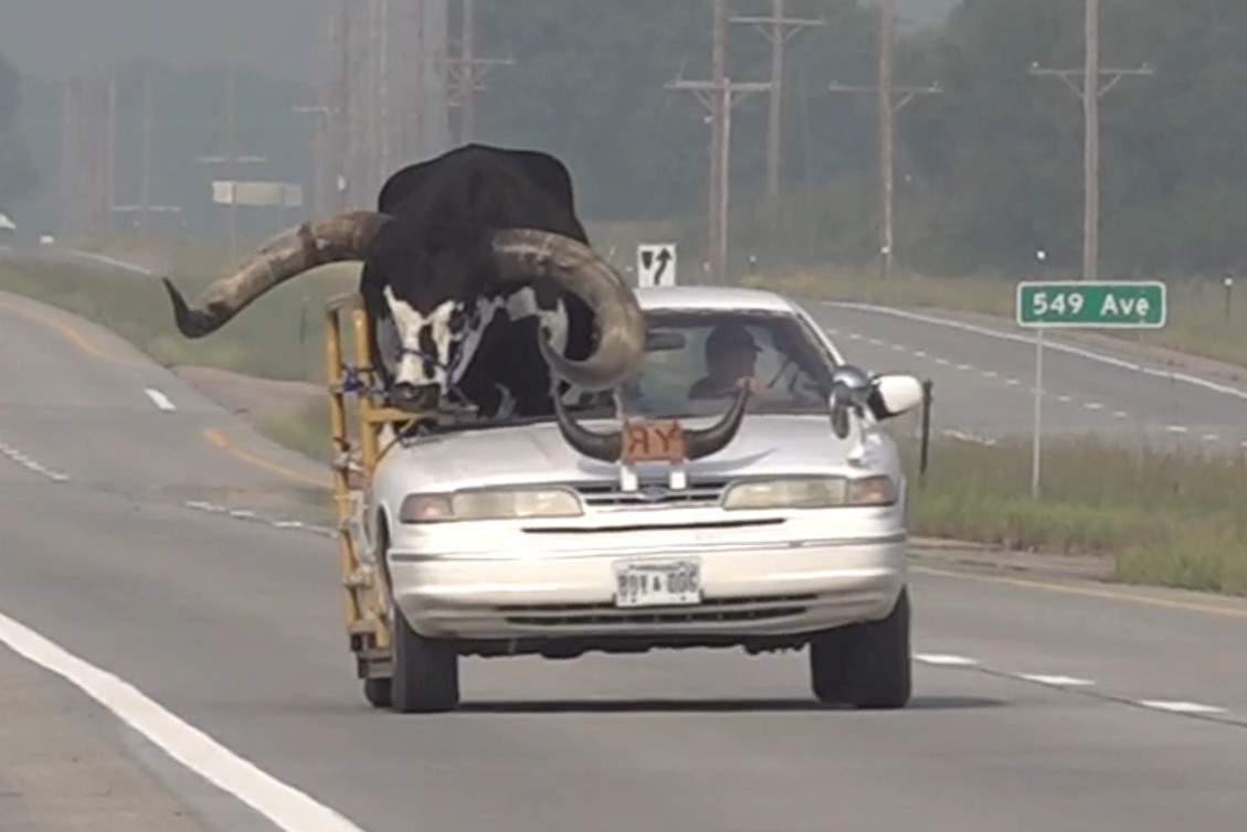 Cops Stop Joyriding Nebraska Man — With His Giant Bull Riding Shotgun ...