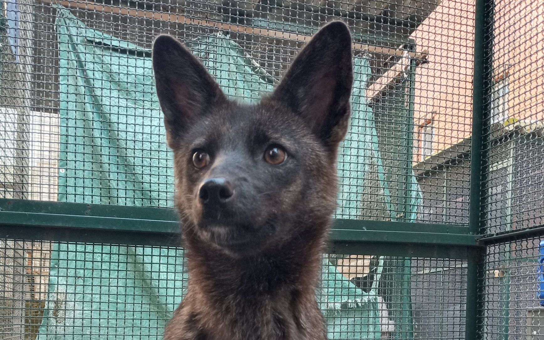 Stray Brazilian Dog Turns Out to Be World’s First Dog-Fox Hybrid — And ...