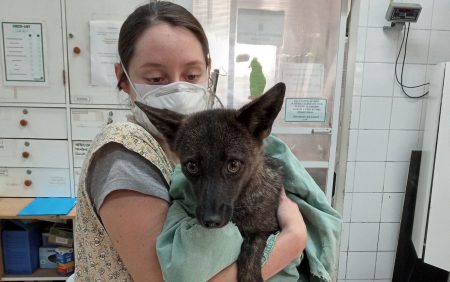 Stray Brazilian Dog Turns Out to Be World’s First Dog-Fox Hybrid — And ...